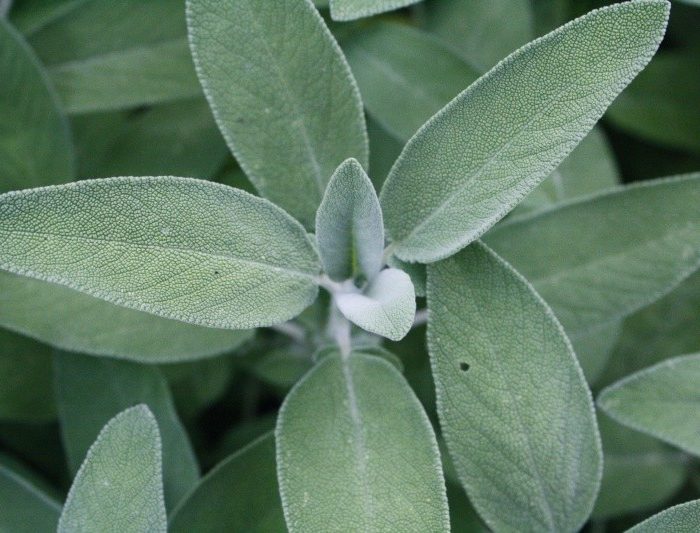 Salvia 50g – Erbamedica